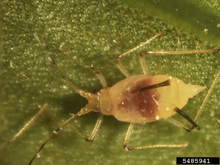 purplespotted lily aphid (Macrosiphum lilii)