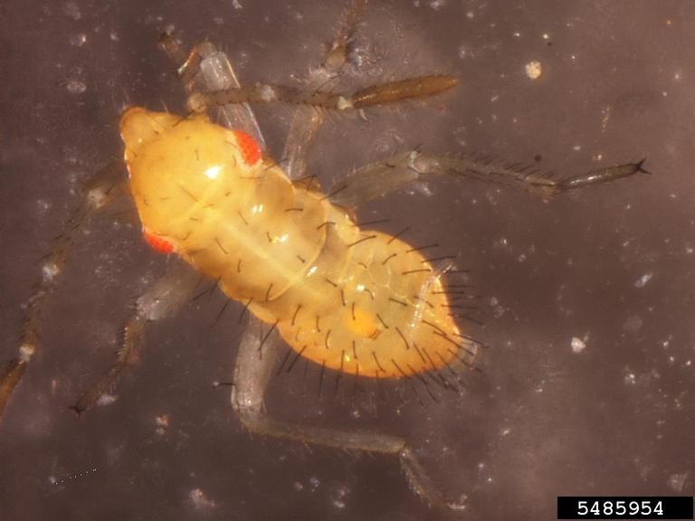 plant bugs (Family Miridae)