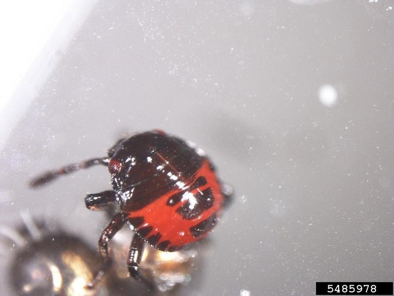 stink bugs (Family Pentatomidae) (Family Pentatomidae)