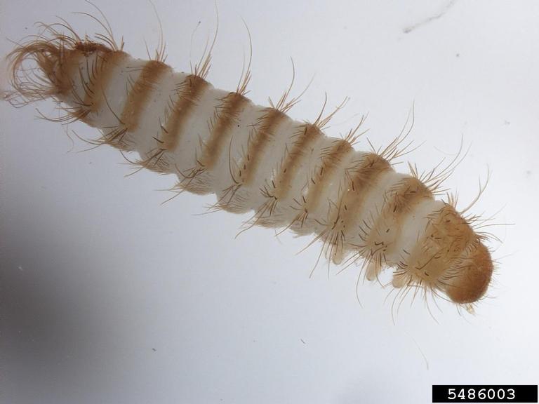 Dermestid beetles (Genus Trogoderma Berthold 1827)