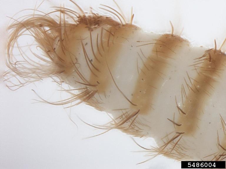 Dermestid beetles (Genus Trogoderma Berthold 1827)