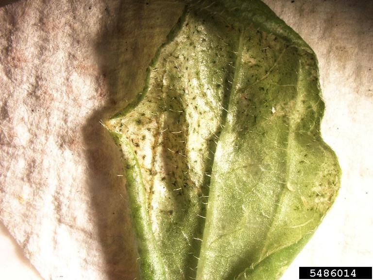 onion thrips (Thrips tabaci)