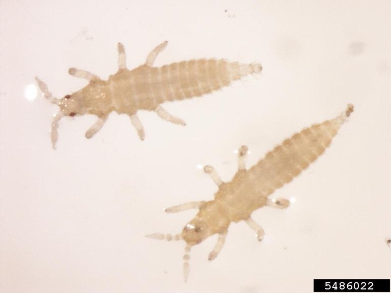 thrips (Family Thripidae)