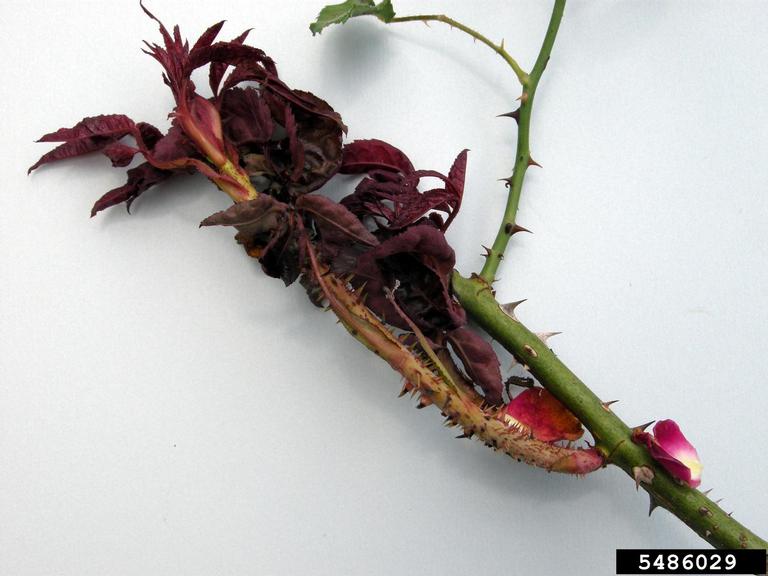 rose rosette disease (RRD) (Emaravirus Rose rosette disease)