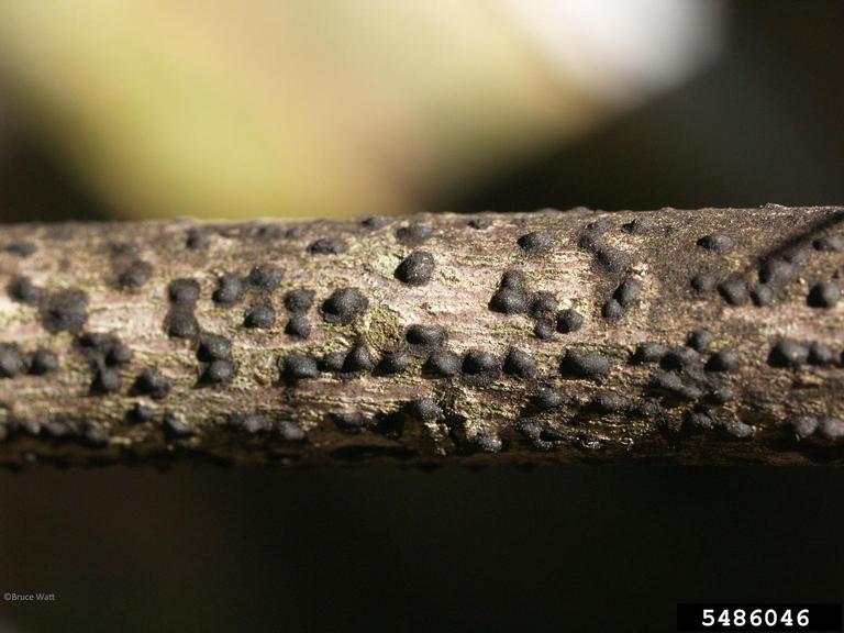 maple cankers (Genus Stegonsporium)