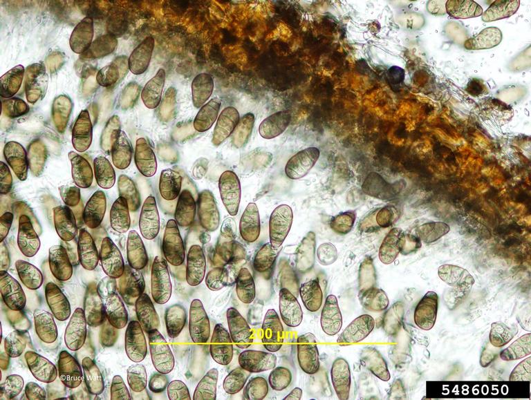 maple cankers (Genus Stegonsporium)