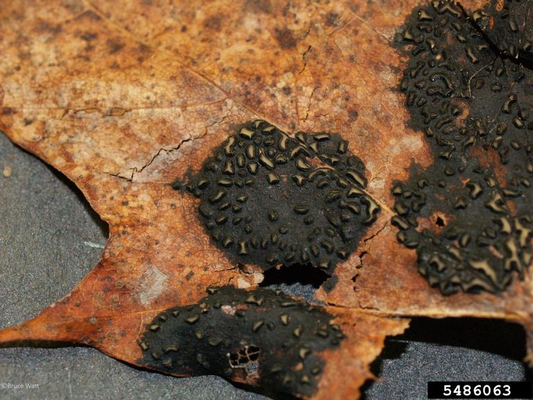 tar spot of maple (Rhytisma acerinum)