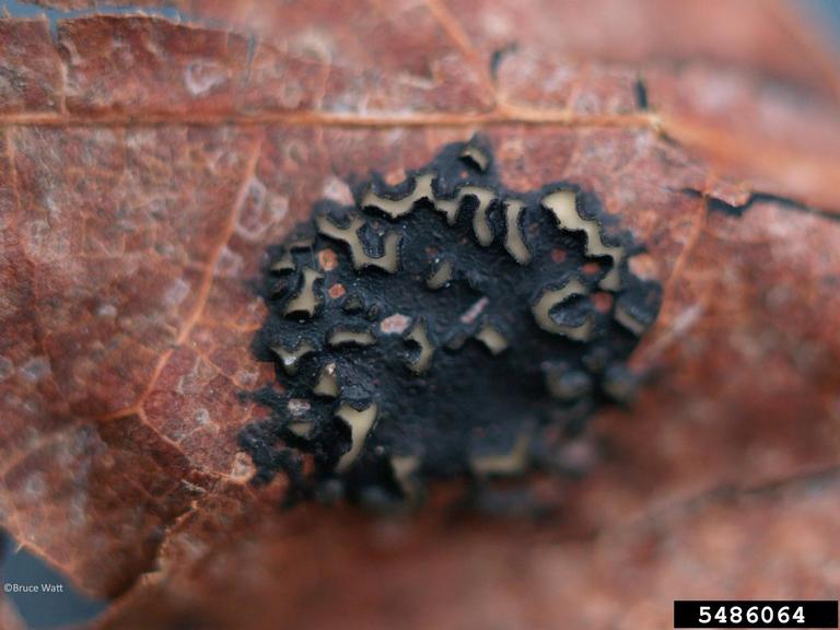 tar spot of maple (Rhytisma acerinum)