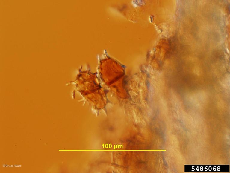 mayapple rust (Allodus podophylli (Schwein.) Arthur)