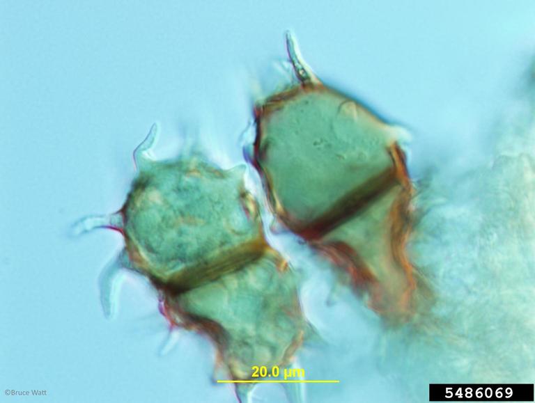 mayapple rust (Allodus podophylli)