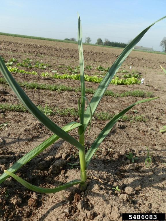 leek moth (Acrolepiopsis assectella (Zeller))