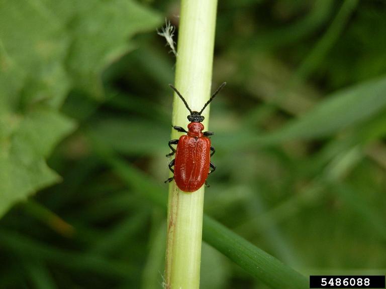 lily leaf beetle (Lilioceris lilii)