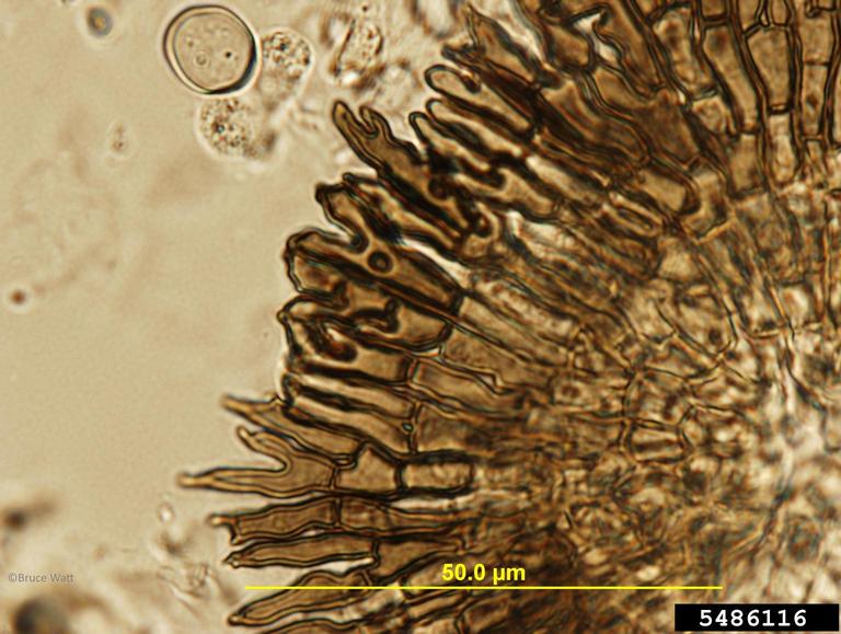 leaf spot (Tubakia dryina (Sacc.) B. Sutton)