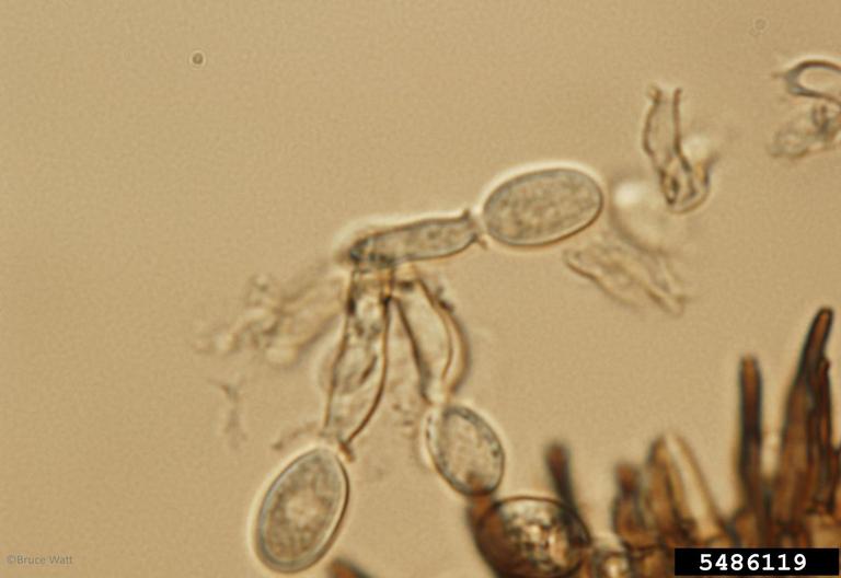 leaf spot (Tubakia dryina (Sacc.) B. Sutton)