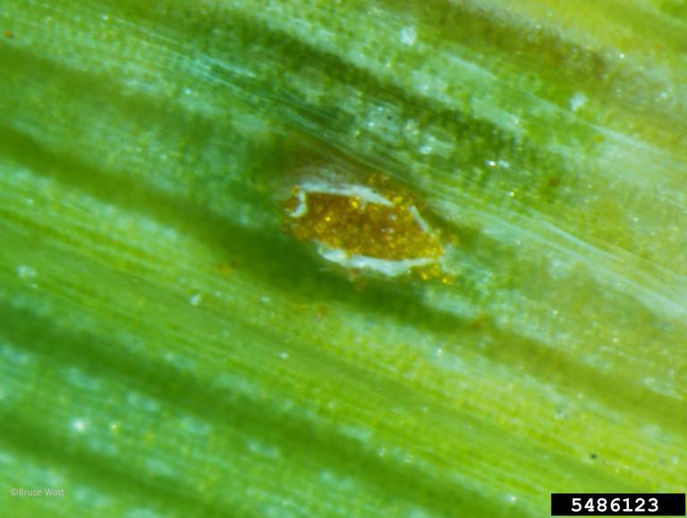 oat crown rust (Puccinia coronata Corda)