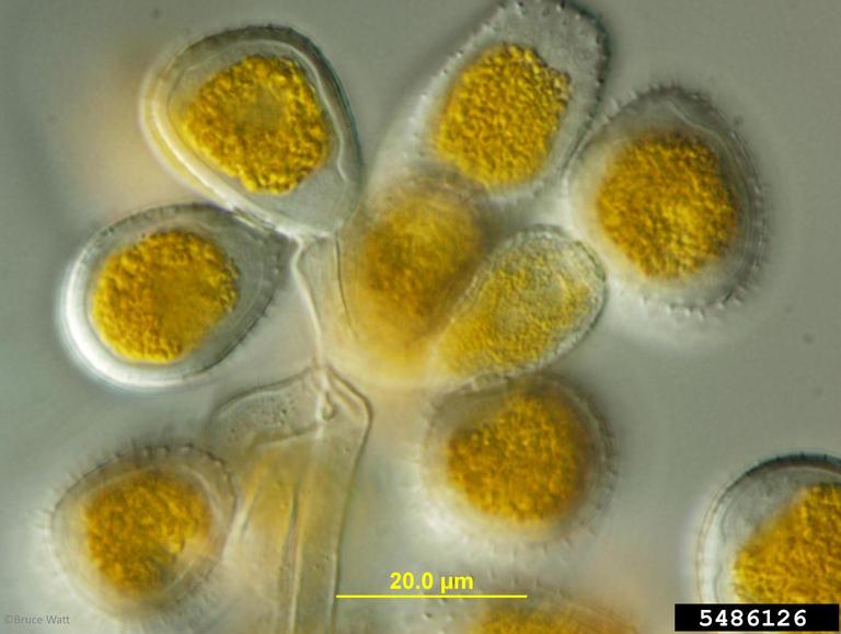 crown rust (Puccinia coronata Corda)