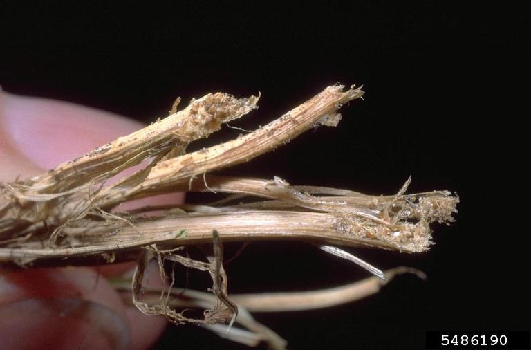 bluegrass billbug (Sphenophorus parvulus Gyllenhal, 1838)