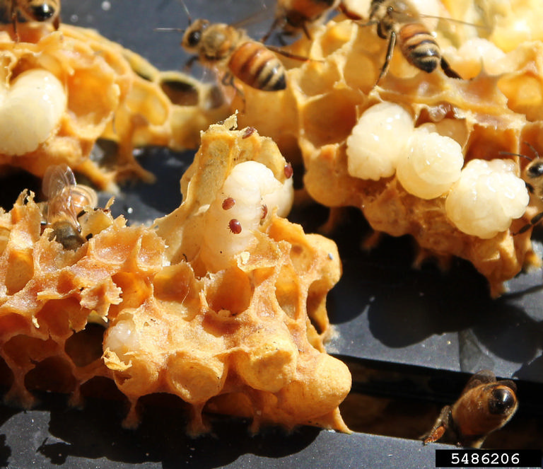 honey bee varroa mite (Varroa destructor)