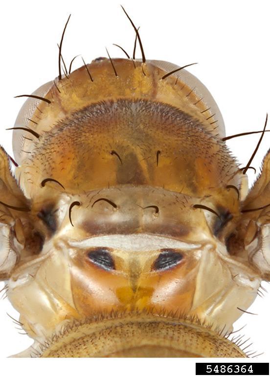 fruit fly (Anastrepha relicta (Puebla specimens))