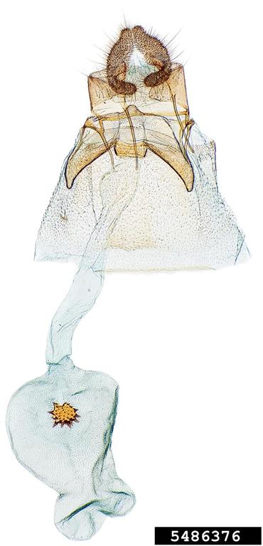 Tortricid moth (Acleris senescens (Zeller))