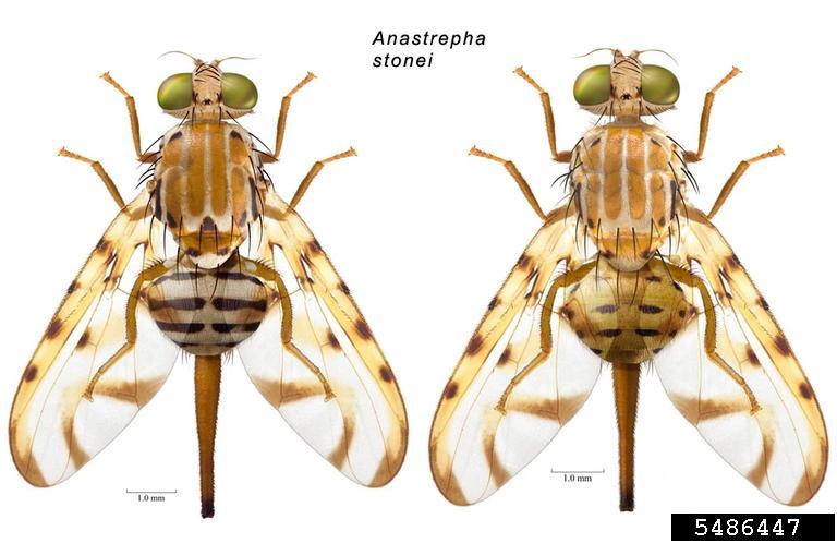 fruit fly (Anastrepha stonei)