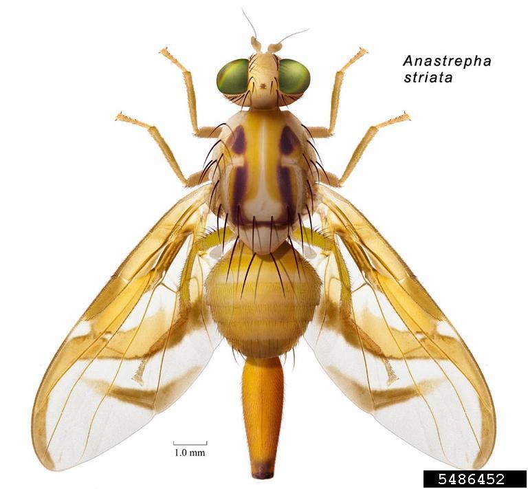 guava fruit fly (Anastrepha striata)