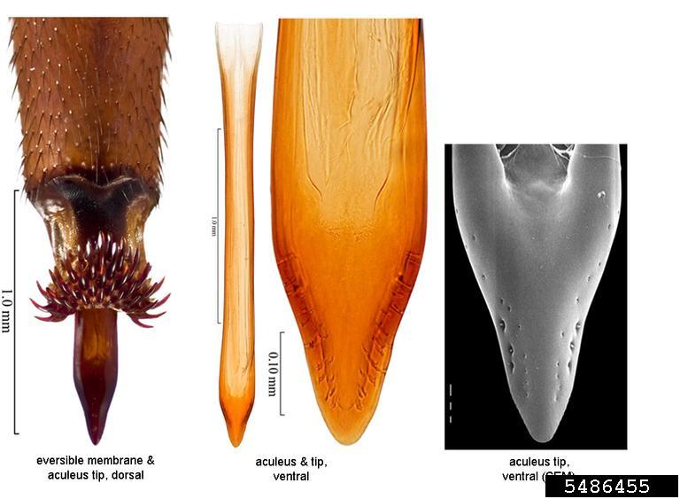guava fruit fly (Anastrepha striata)
