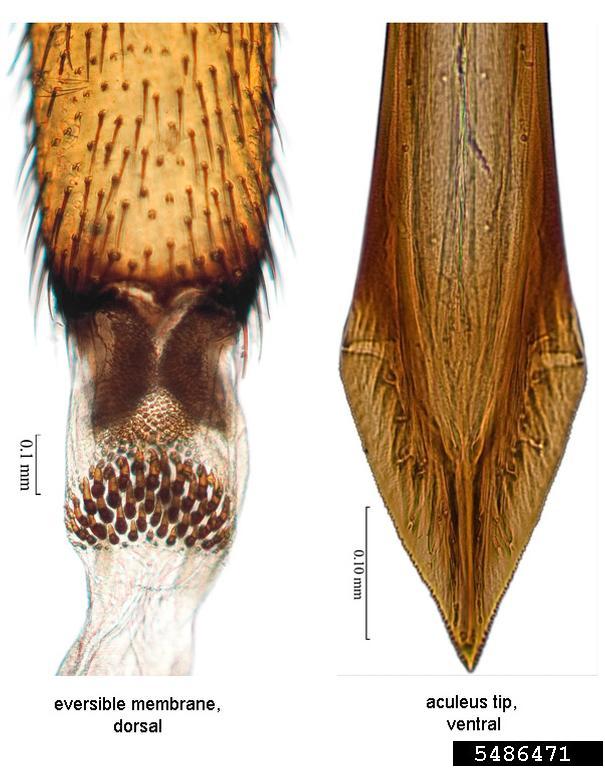 fruit fly (Anastrepha tecta Zucchi, 1979)