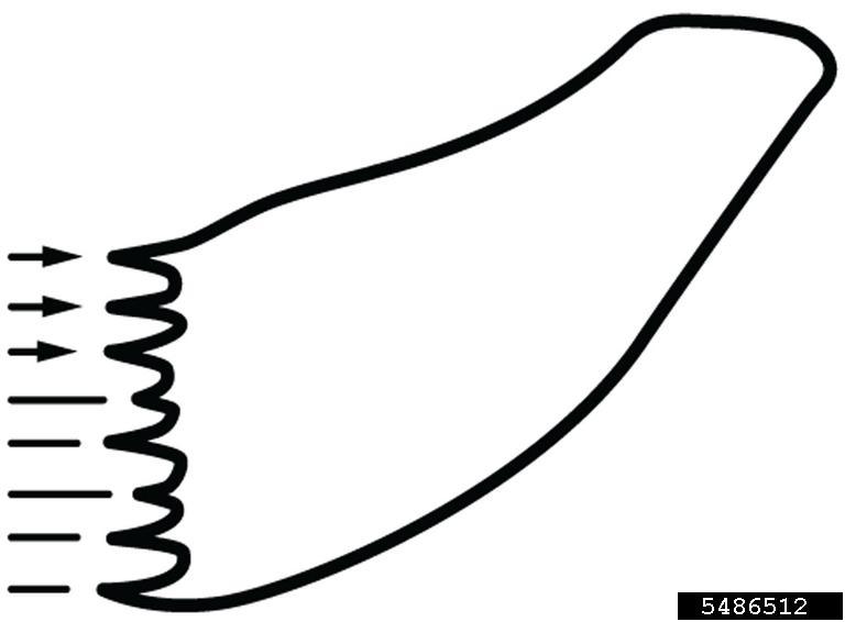 cornfield ant (Lasius alienus)