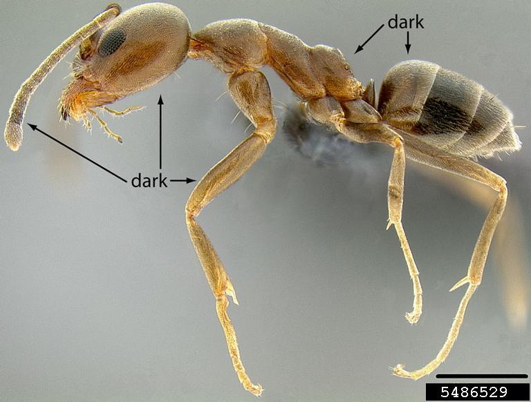 Argentine ant (Linepithema humile)