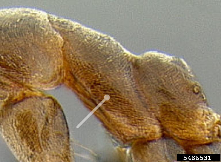 Argentine ant (Linepithema humile)