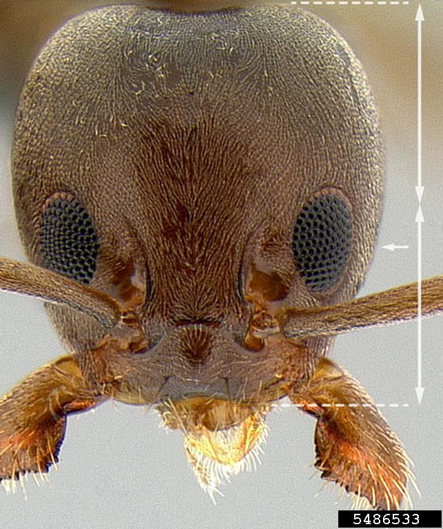 Argentine ant (Linepithema humile)