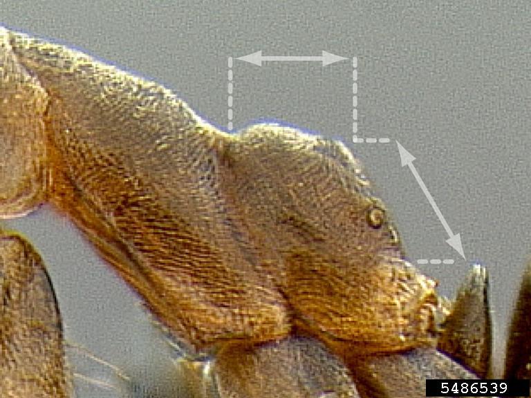 Argentine ant (Linepithema humile (Mayr))