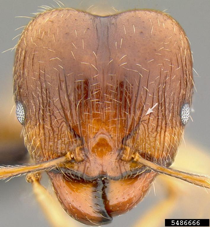 bigheaded ant (Pheidole megacephala (Fabricius))