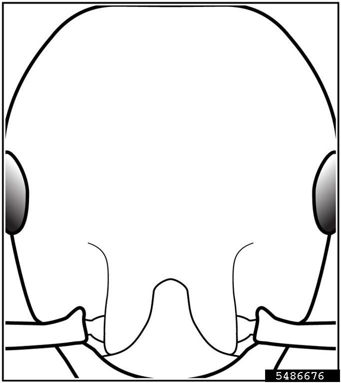 ant (Pheidole teneriffana Forel)
