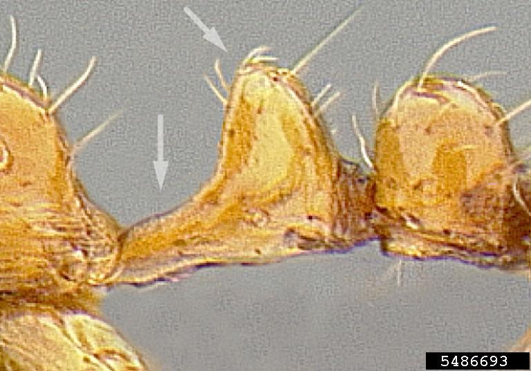fire ant (Solenopsis geminata (Fabricius))