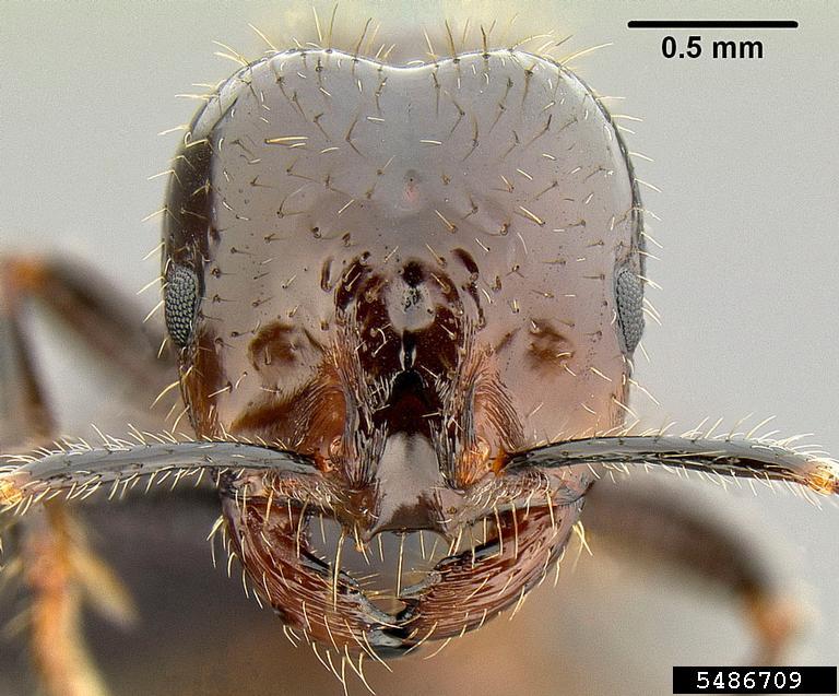 black imported fire ant (Solenopsis richteri Forel)