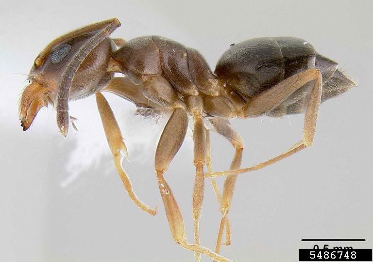 odorous house ant (Tapinoma sessile (Say))