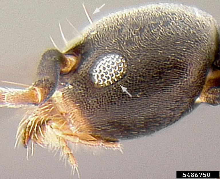 white-footed ant (Technomyrmex albipes (Smith, 1861))