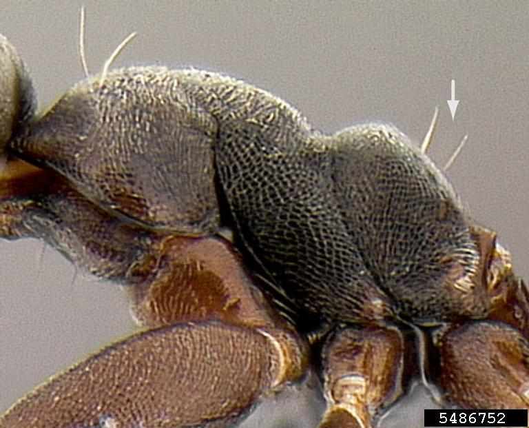 white-footed ant (Technomyrmex albipes)