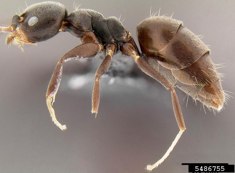 white-footed ant (Technomyrmex albipes)