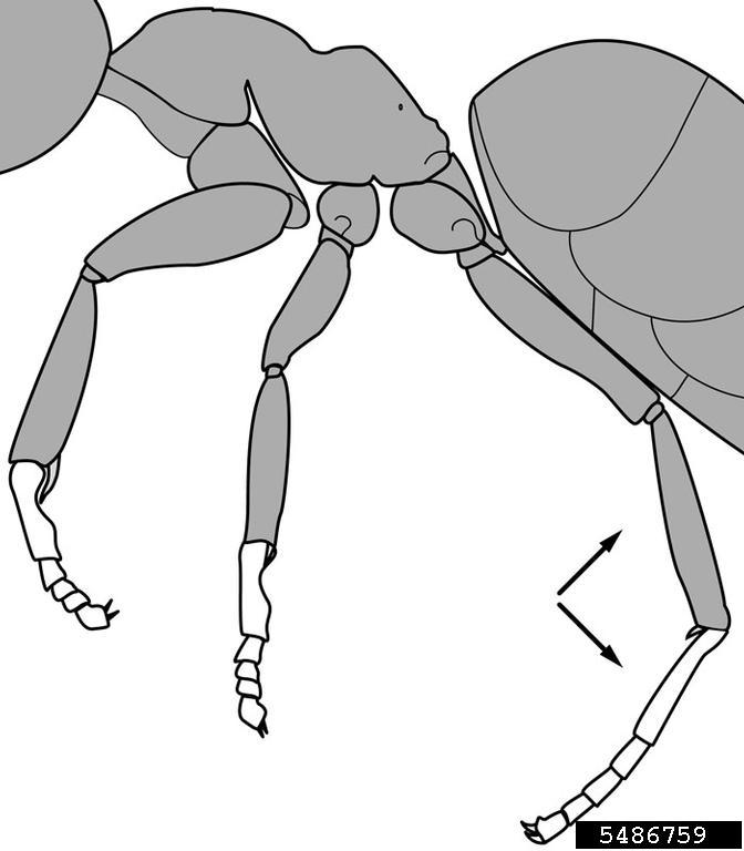 white-footed ant (Technomyrmex albipes)