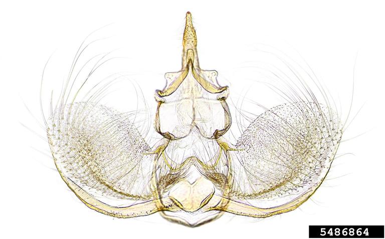Tortricid moth (Argyrotaenia quercifoliana (Fitch))
