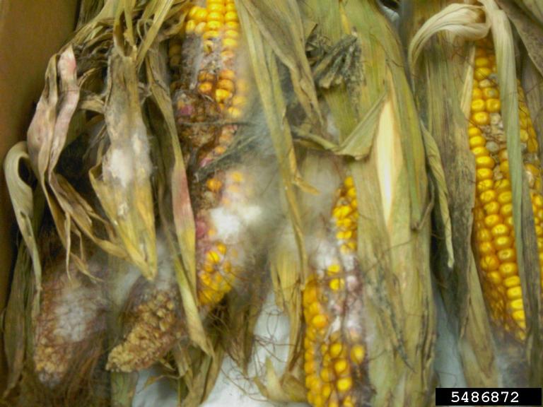 Fusarium wilts, blights, rots and damping-off (Genus Fusarium)