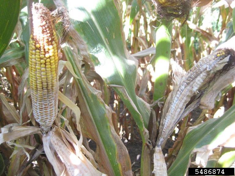 Diplodia tip blights (Genus Diplodia Fr.)