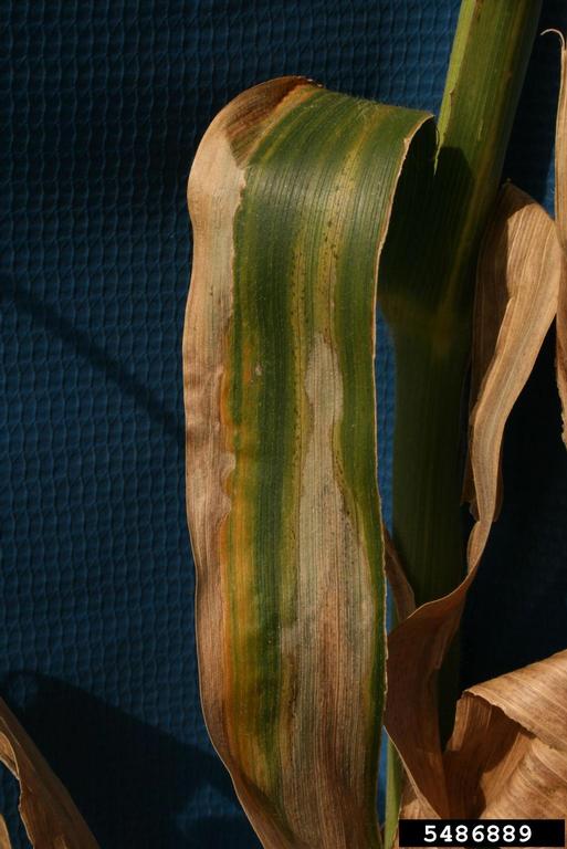 Goss' bacterial wilt (Clavibacter michiganensis ssp. nebraskensis ...