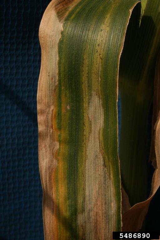 Goss' bacterial wilt (Clavibacter michiganensis ssp. nebraskensis)