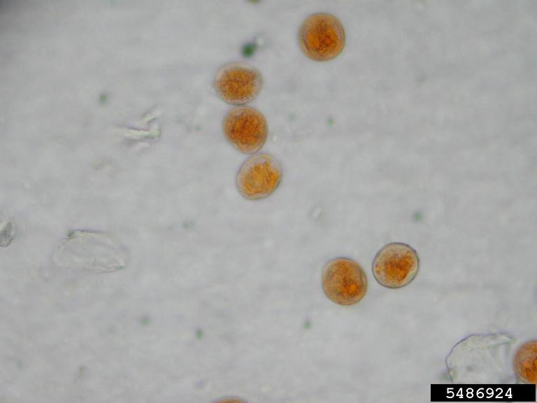 puccinia rusts (Genus Puccinia Pers.)