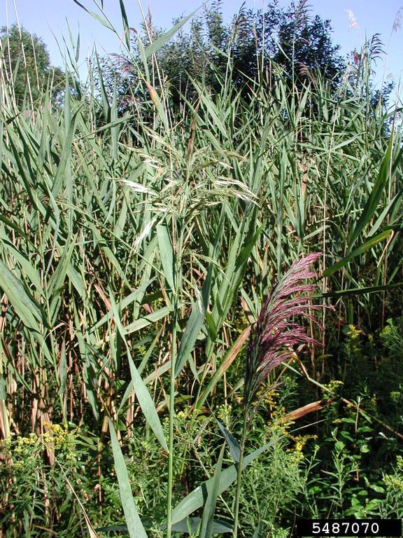 common reed (Phragmites australis (Cavanilles) Trinius ex Steudel)