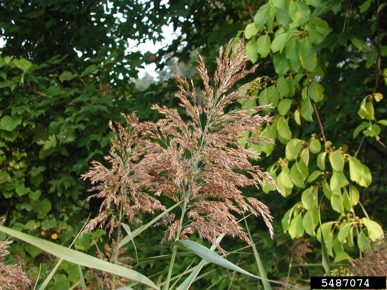 common reed (Phragmites australis (Cavanilles) Trinius ex Steudel)